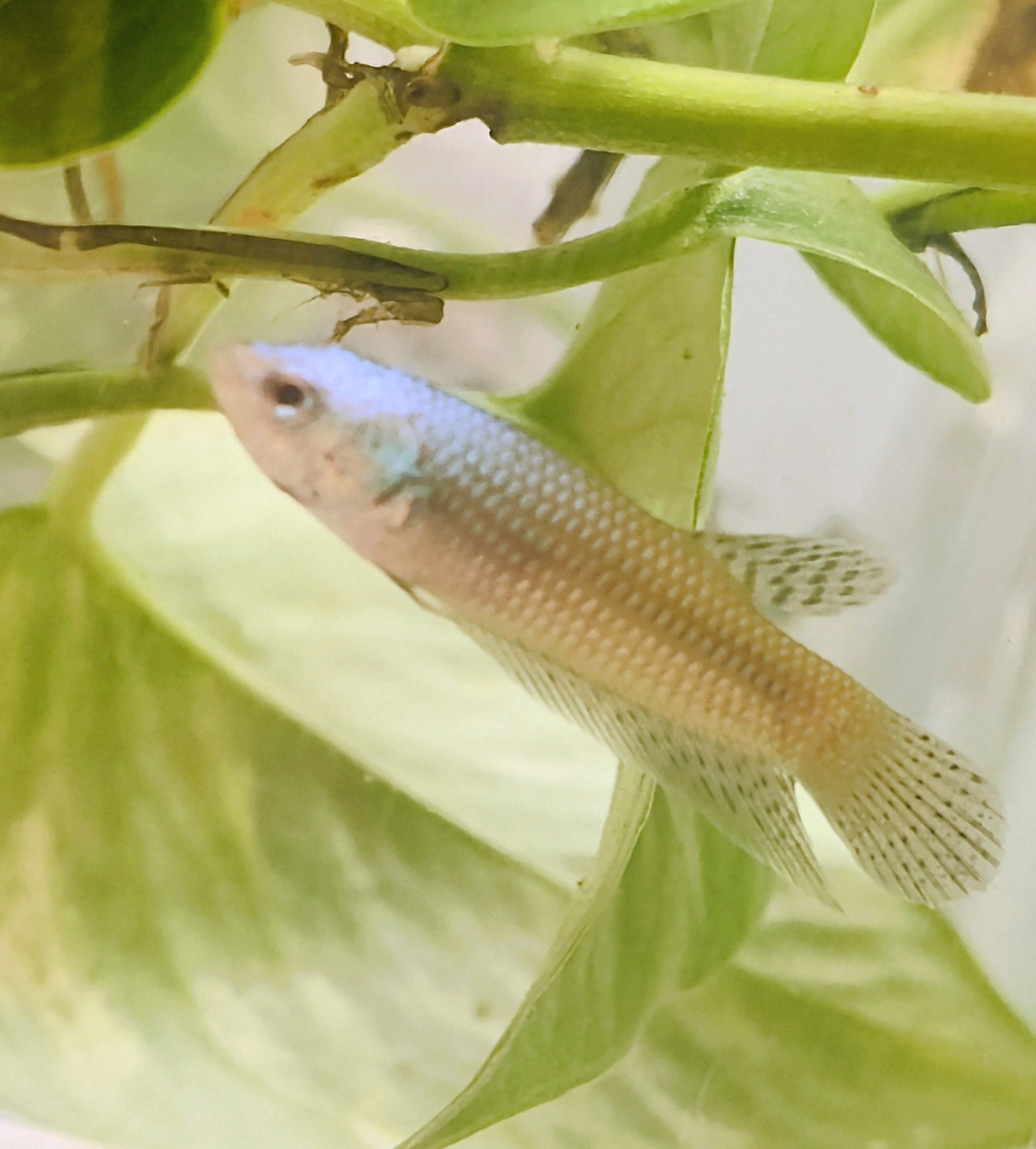 Royal Blue Alien Betta [Male] #AFA-0112 [What You See Is What You Get ...